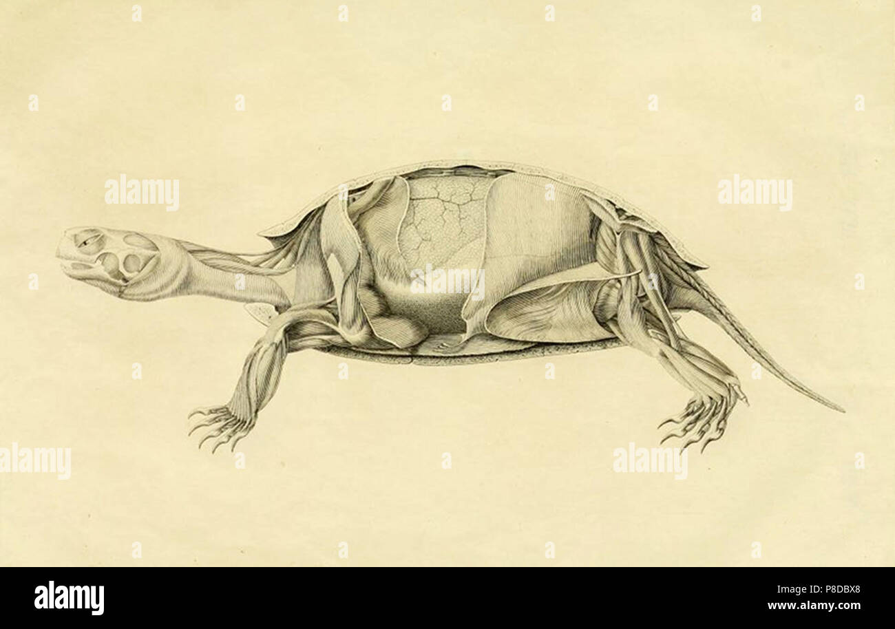 Anatomie Interne De La Tortue