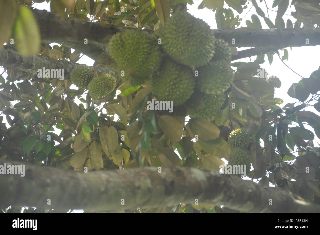 Arbre durian Banque de photographies et d’images à haute résolution - Alamy