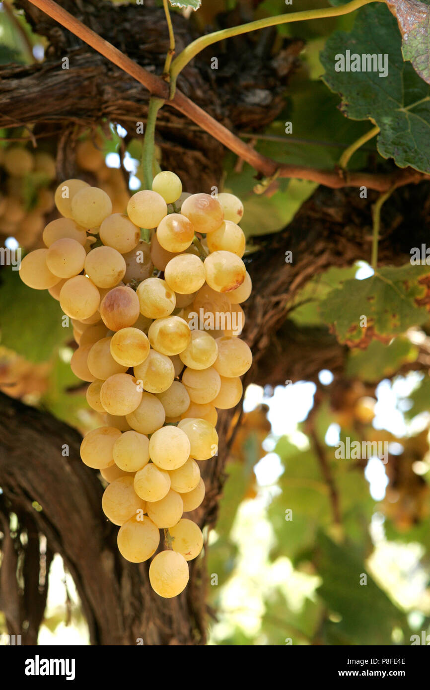 Raisin muscat doré Banque de photographies et d’images à haute ...