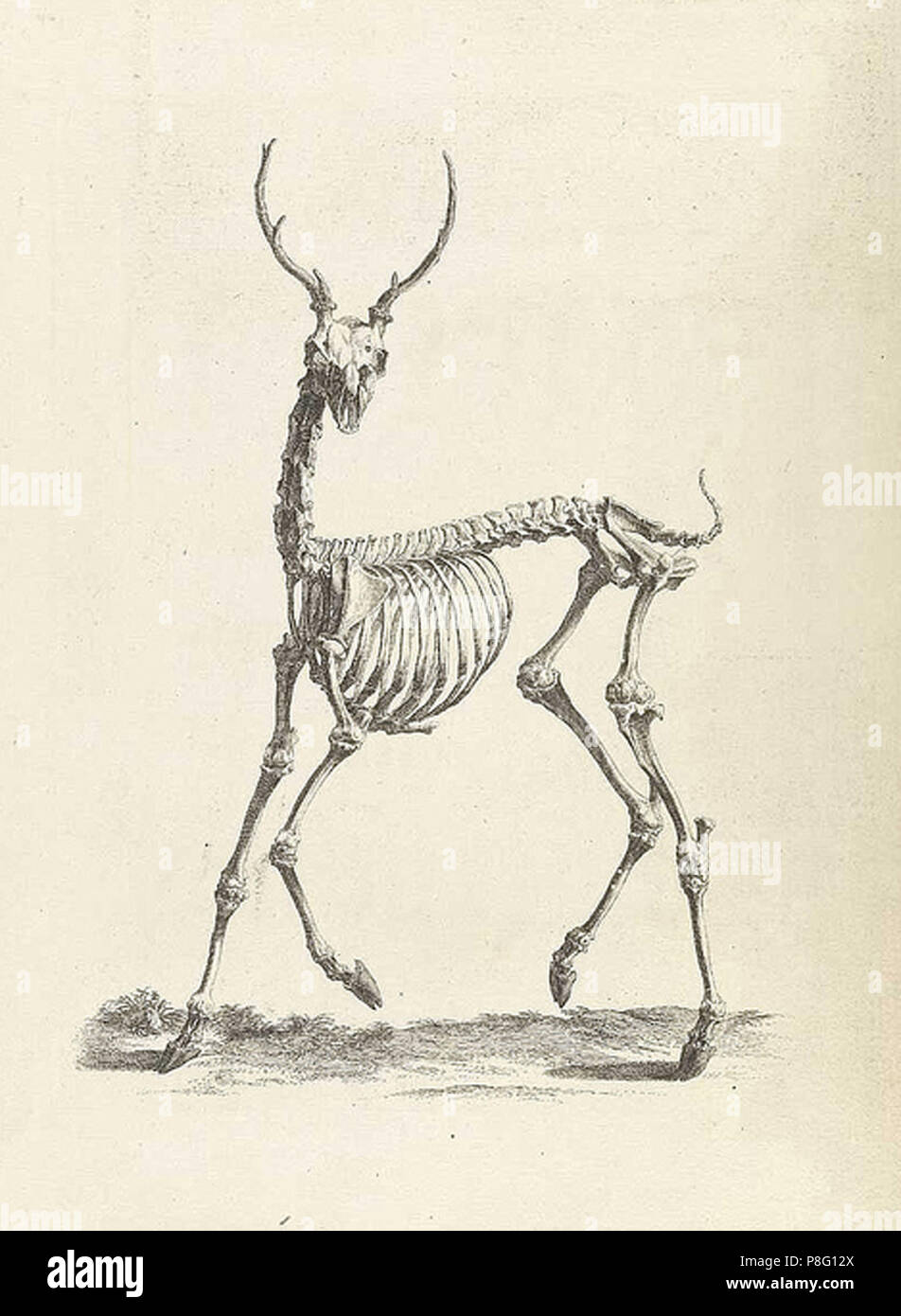 Squelette de crocodile Banque de photographies et d’images à haute ...