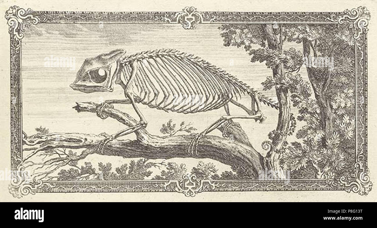 Vintage squelette animal Banque de photographies et d’images à haute ...