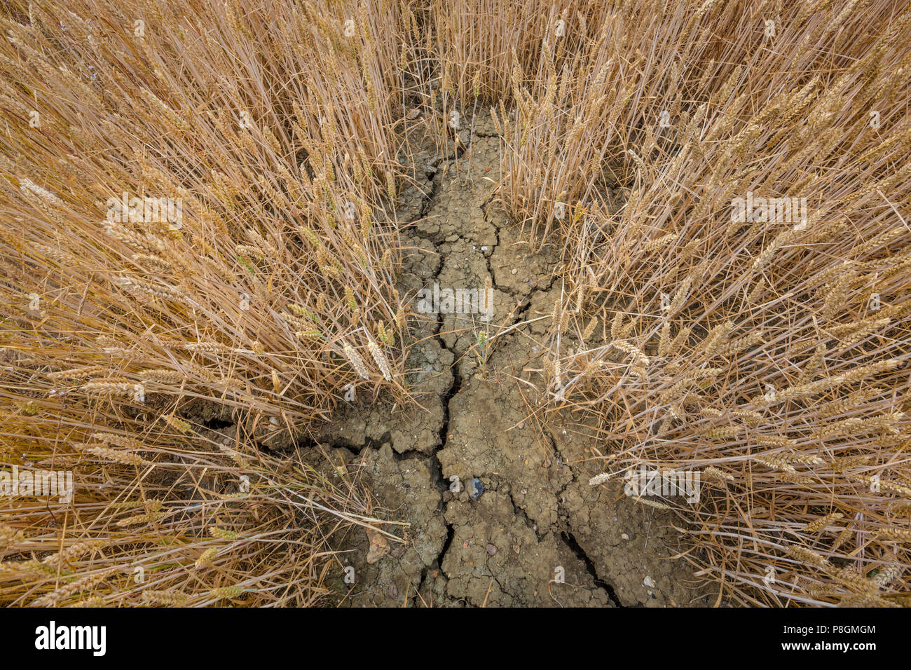 Sécheresse du sol fissuré Banque de photographies et d’images à haute ...