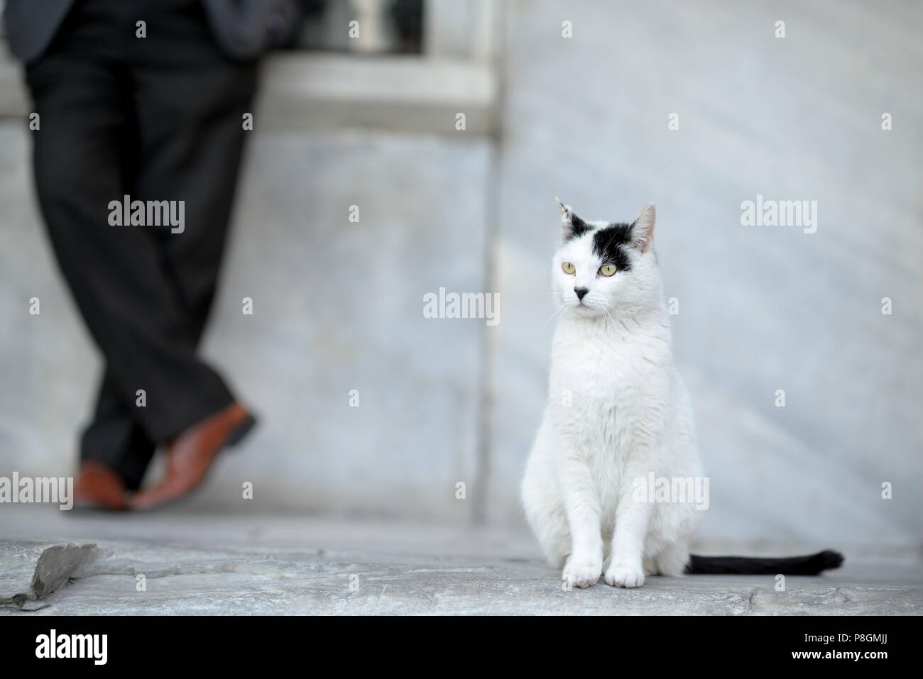 Gato de ilustración vectorial Banque de photographies et d’images à ...