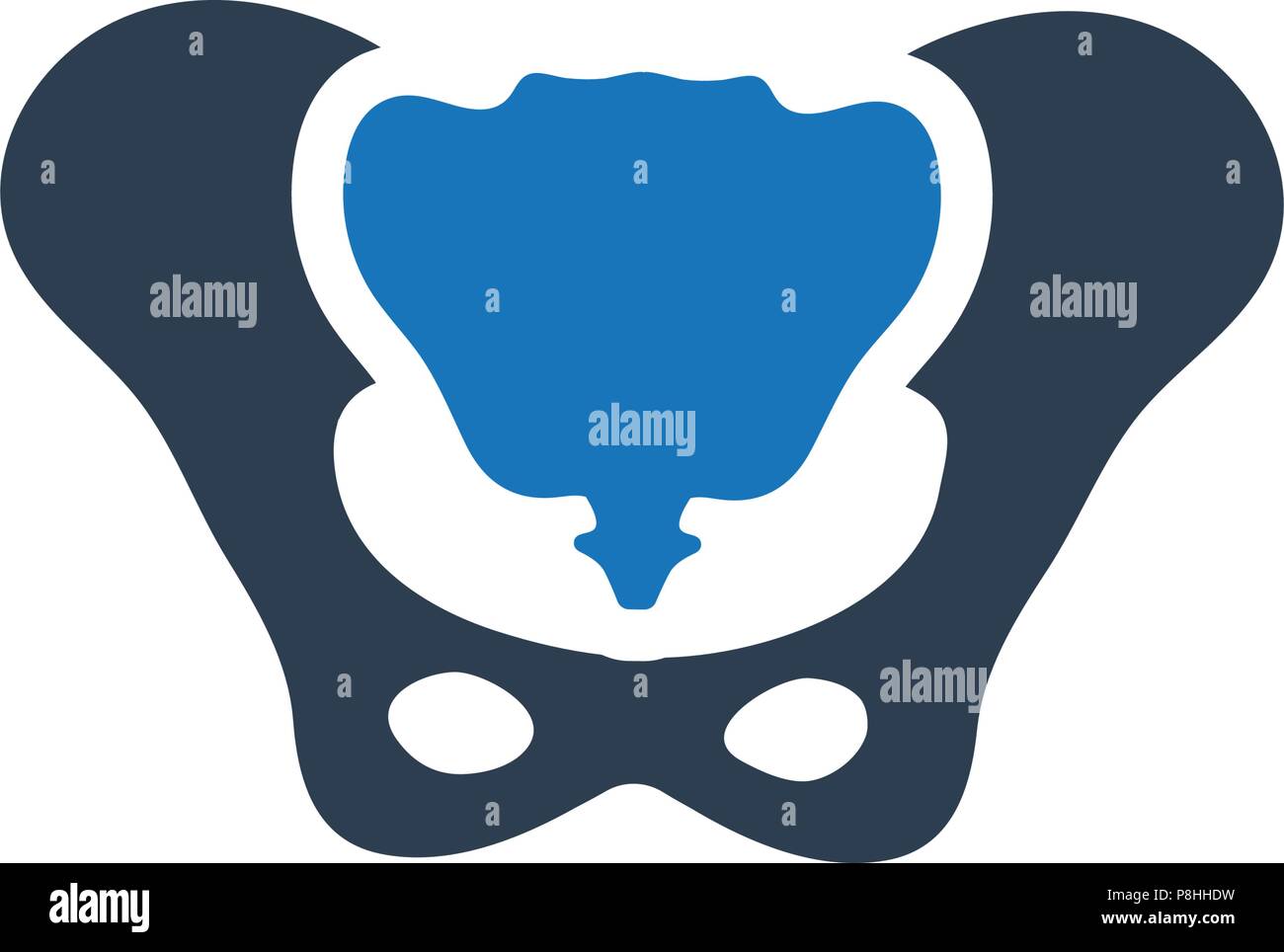 Anatomie du bassin Banque d'images vectorielles - Alamy