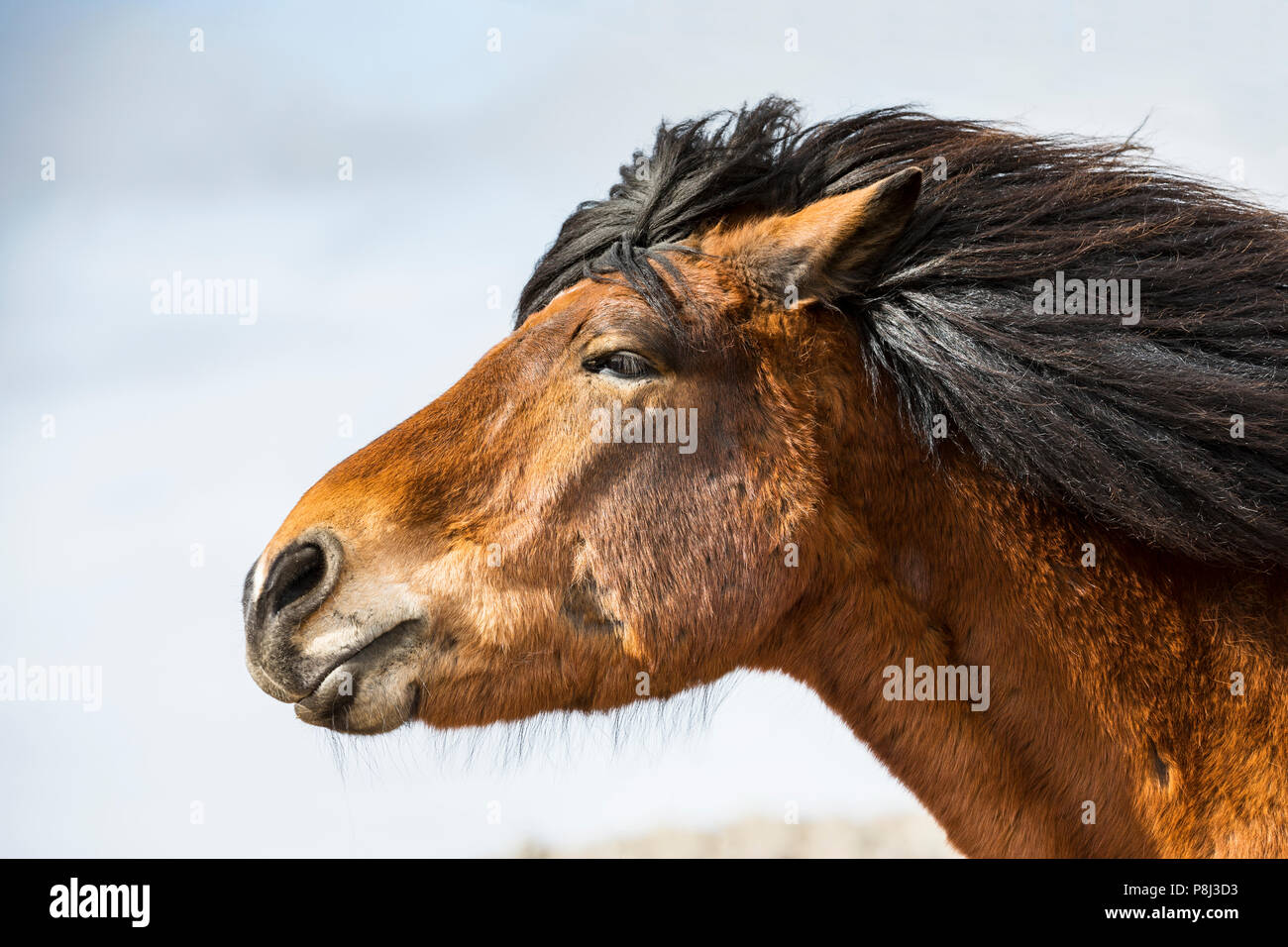 Profil tête de cheval Banque de photographies et d’images à haute ...