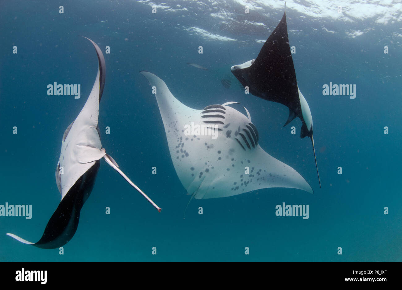 Raie manta géante océanique Banque de photographies et d’images à haute ...