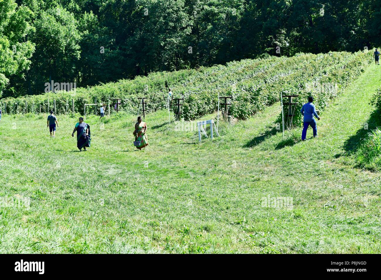 Auto pick Banque de photographies et d’images à haute résolution - Alamy