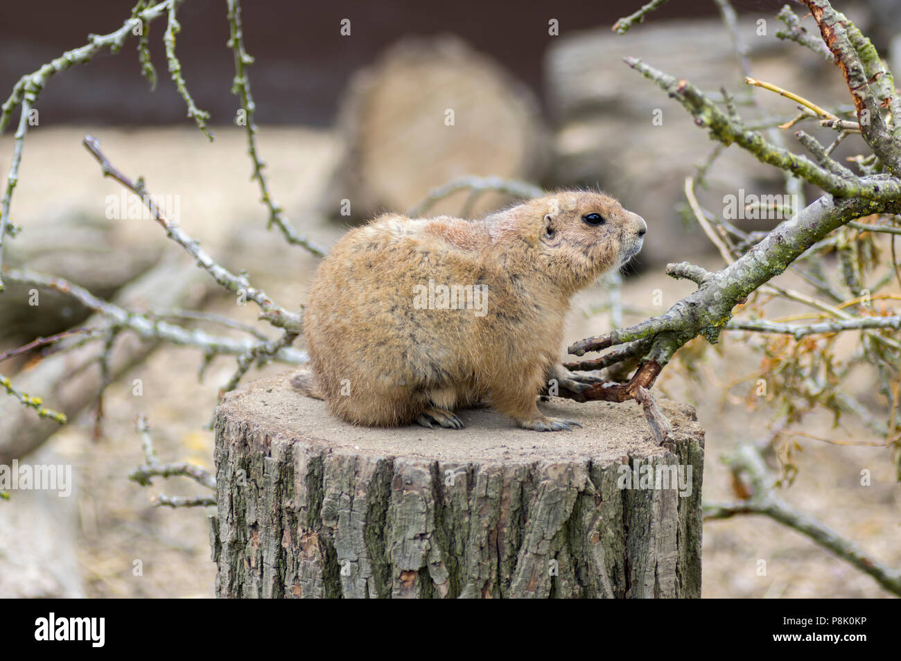 Chien galeux, chien de prairie Cynomys, écureuil terrestre Photo Stock ...