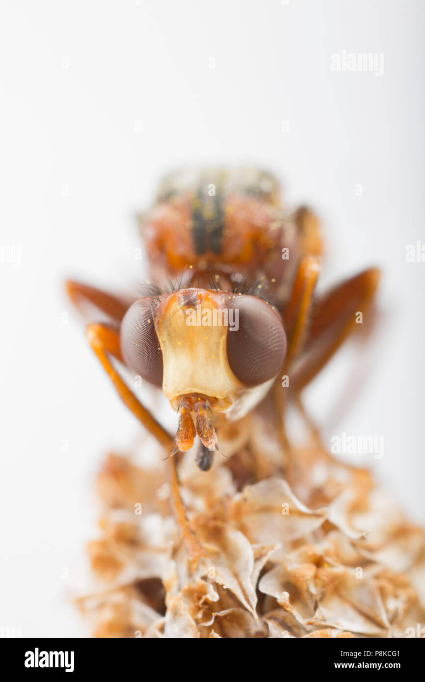 Myopa buccata Banque de photographies et d’images à haute résolution ...