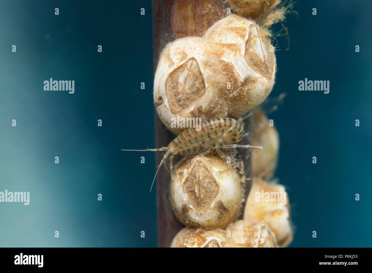 Bay barnacle Banque de photographies et d’images à haute résolution - Alamy