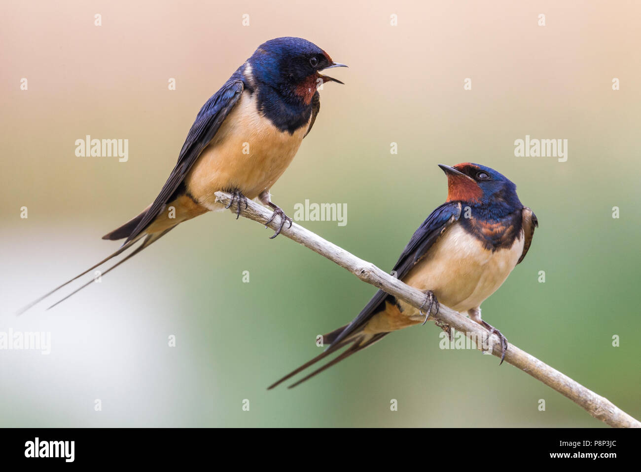 Hirundo rustica Banque de photographies et d’images à haute résolution ...