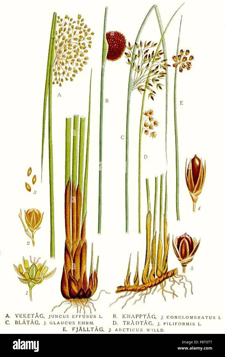 Juncus filiformis Banque de photographies et d’images à haute ...