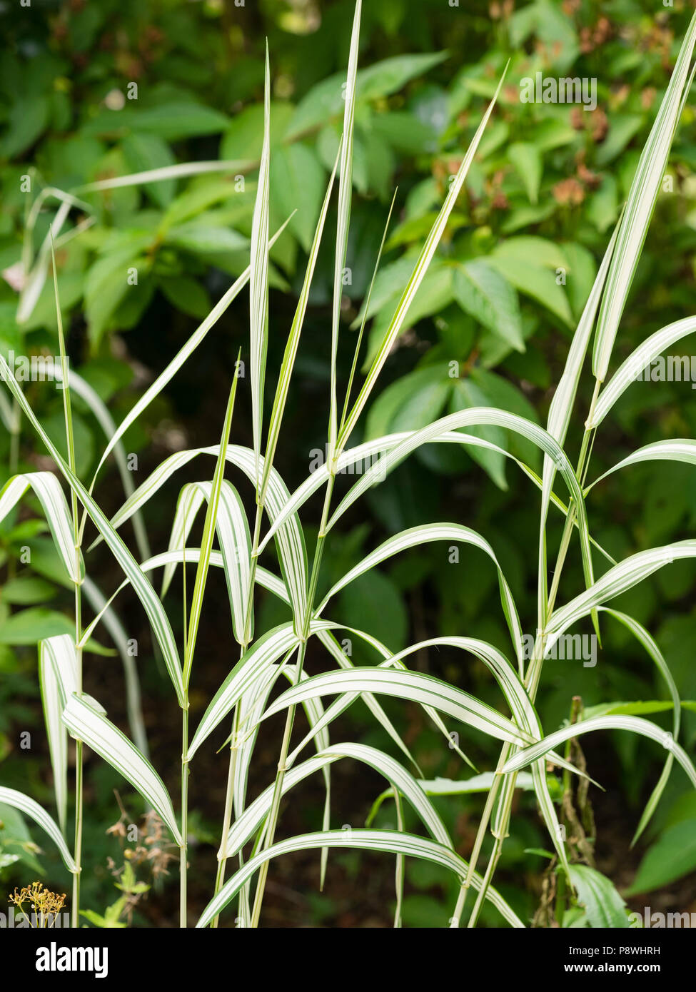 Blanc et vert panaché feuilles et tiges de la plante vivace (invasive ...