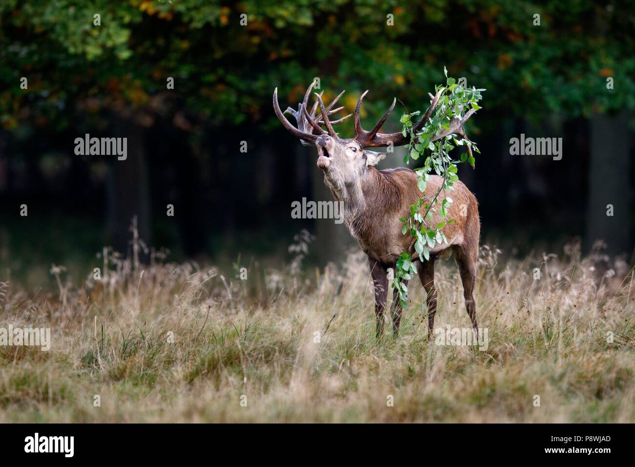 Une capitale red deer (Cervus elaphus) se tient durant la saison du rut ...