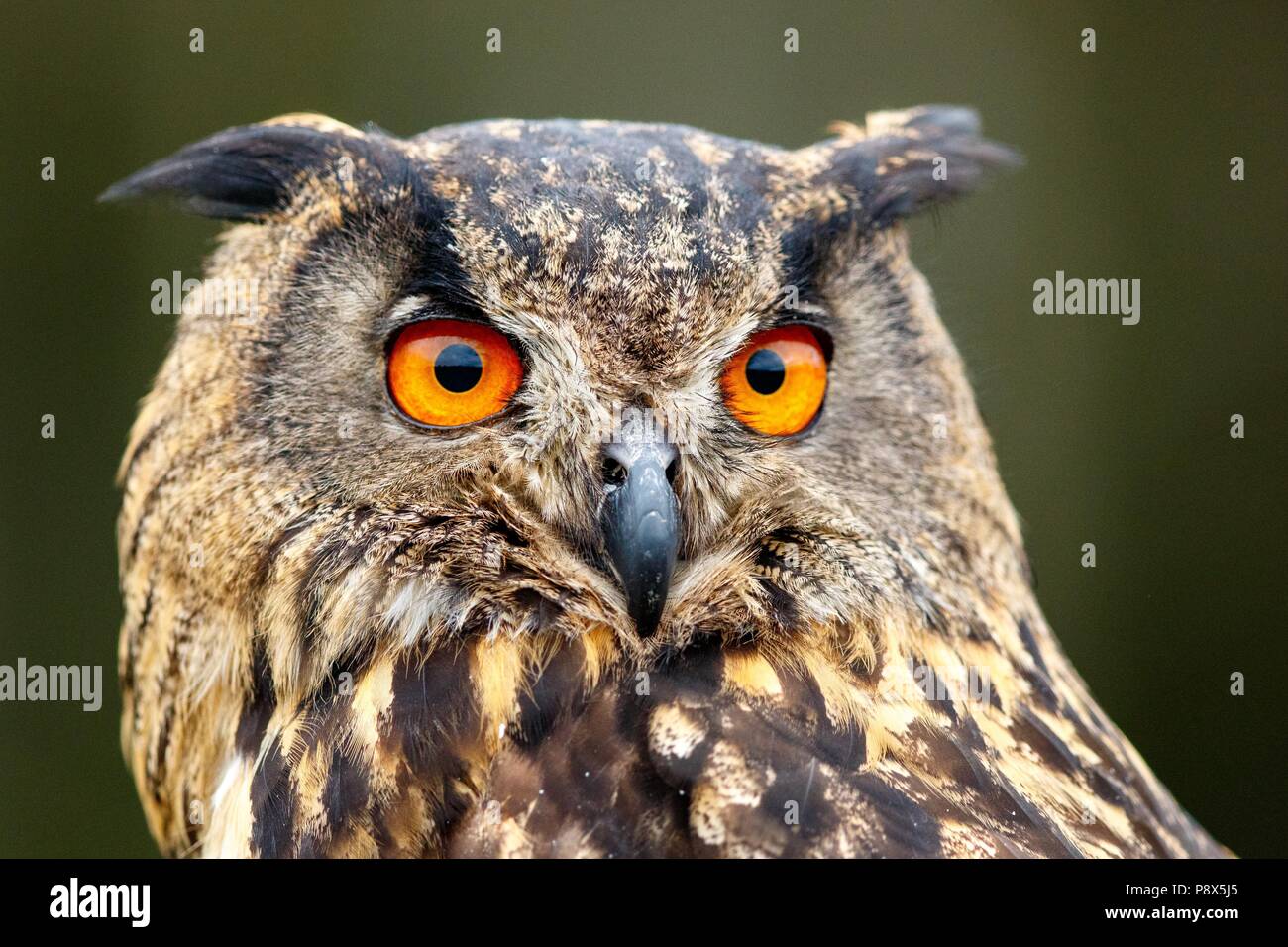 Portrait d'un hibou Grand-duc (Bubo bubo) dans le monde entier d ...