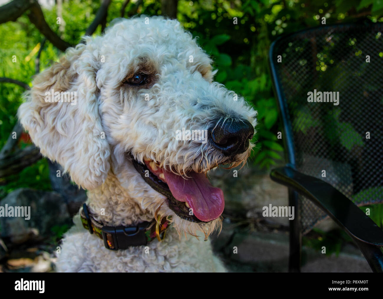 Caniche royal blanc Banque de photographies et d’images à haute ...