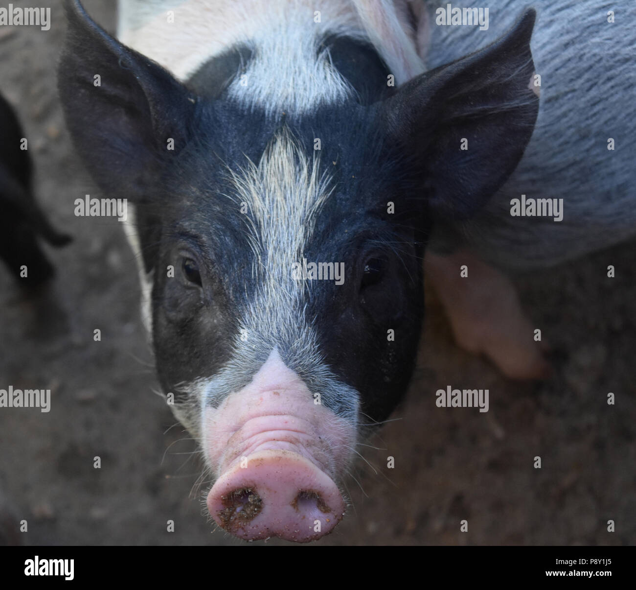 Cute black and white patches on a pig Banque de photographies et d ...