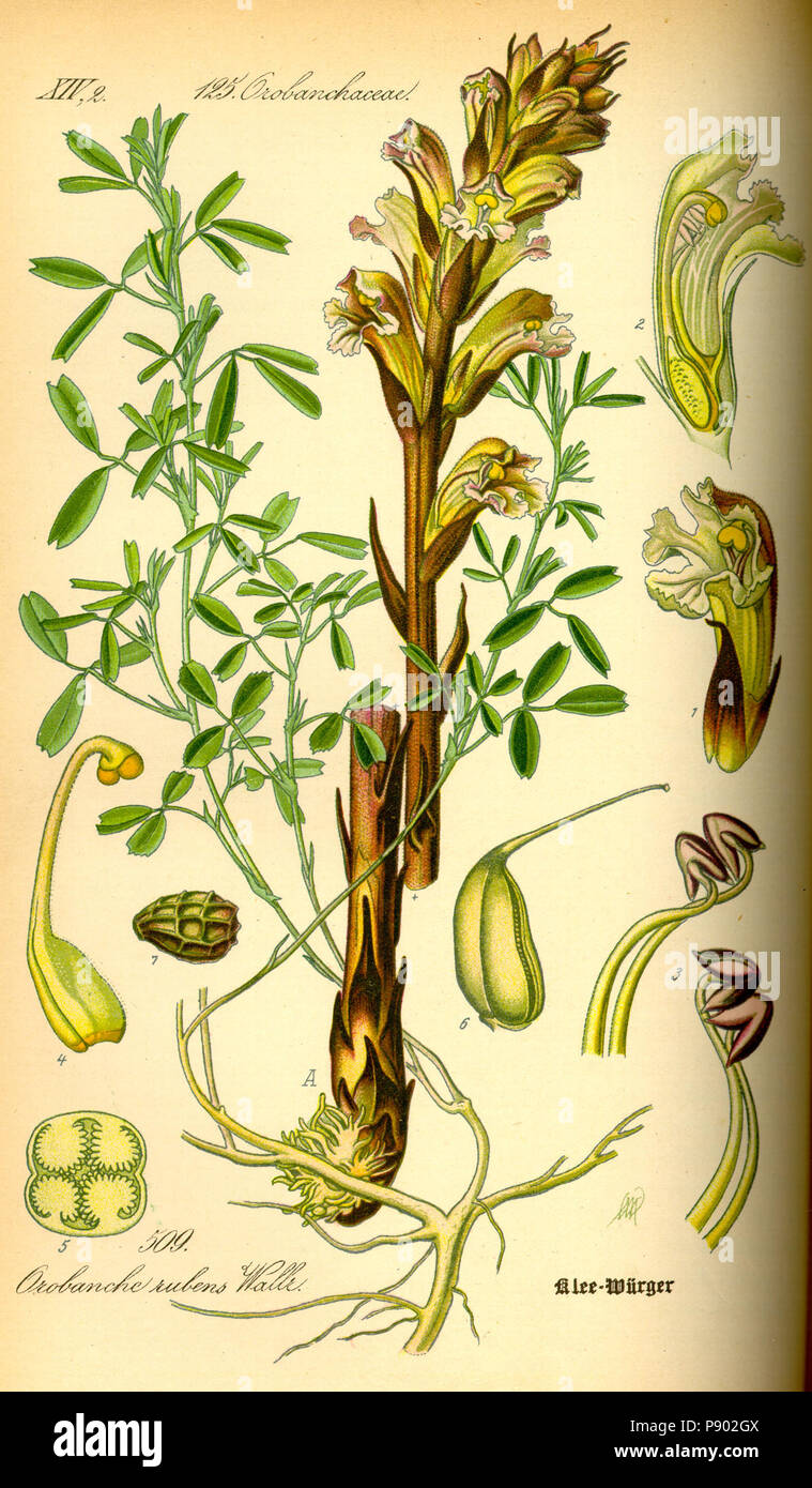 Orobanche lutea Banque de photographies et d’images à haute résolution ...