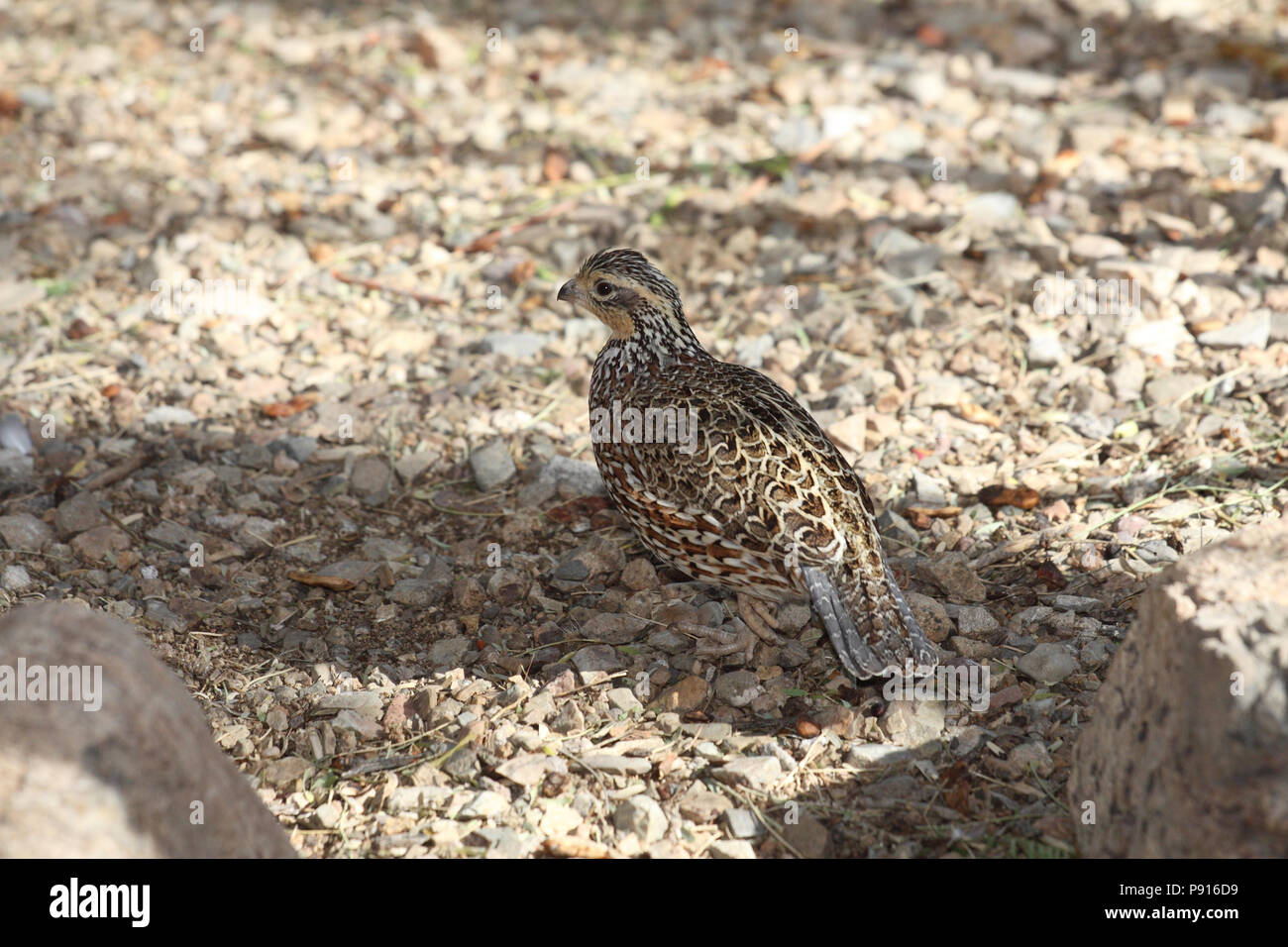 Northern bobwhite colinus virginianus Banque de photographies et d ...