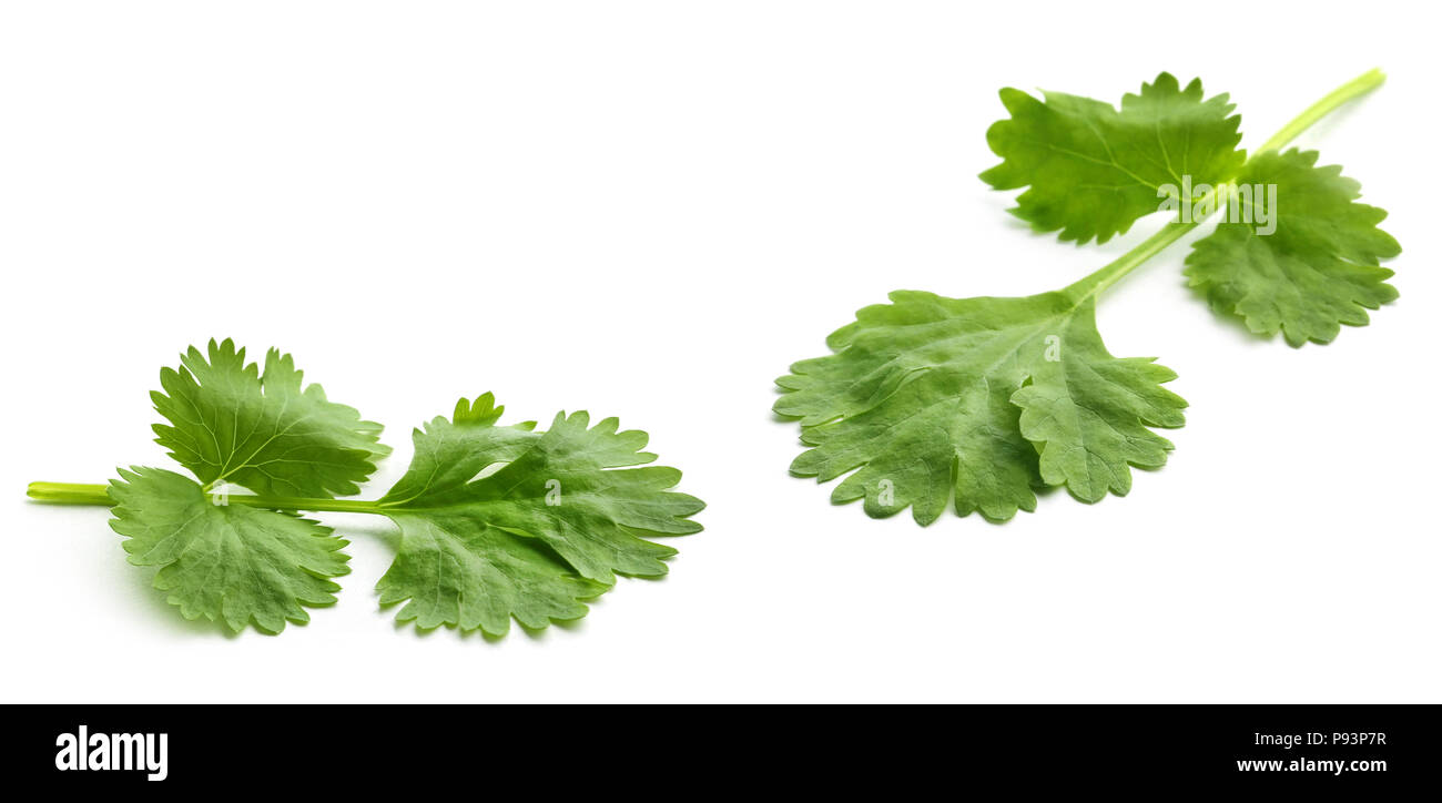 Coriandre biologique Banque de photographies et d’images à haute ...