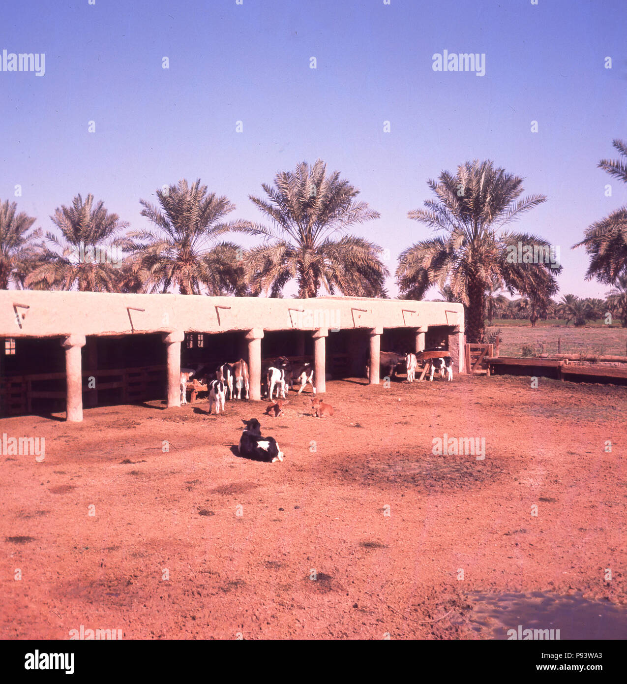 Saudi farm Banque de photographies et d’images à haute résolution - Alamy