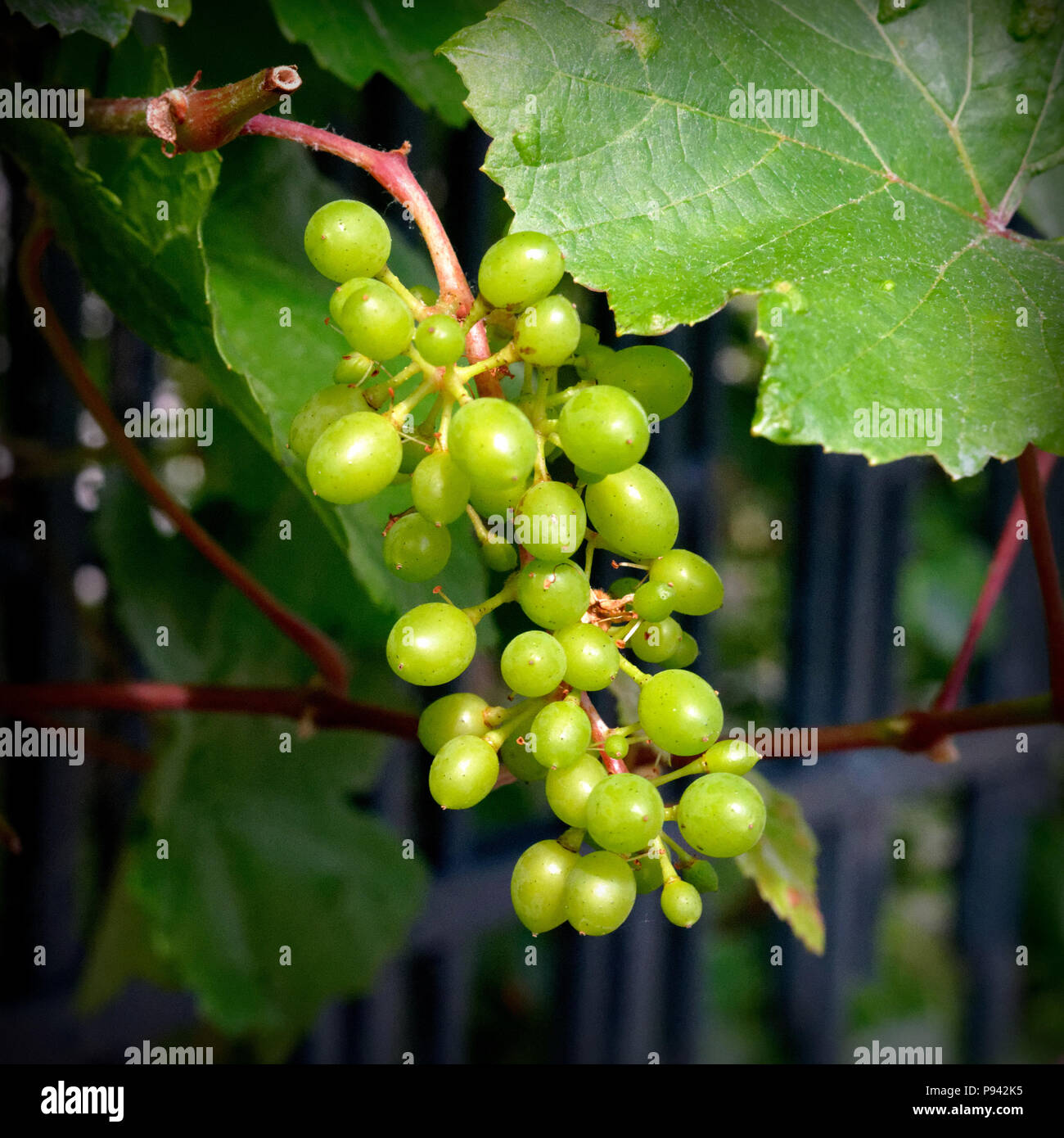 Dessin de grappe de raisin Banque de photographies et d’images à haute ...