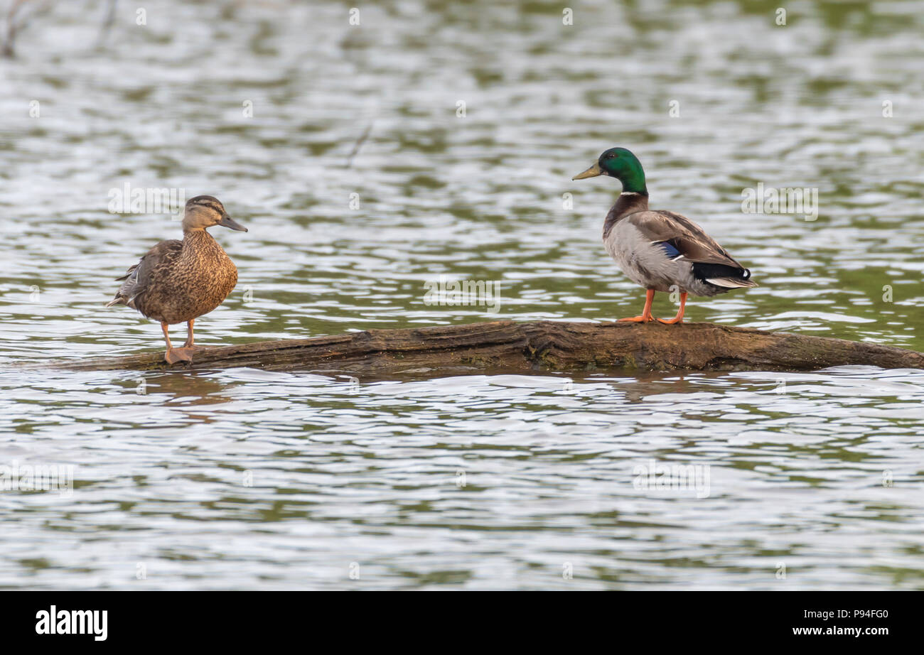 Accouplement de poule et de canard Banque de photographies et d’images ...