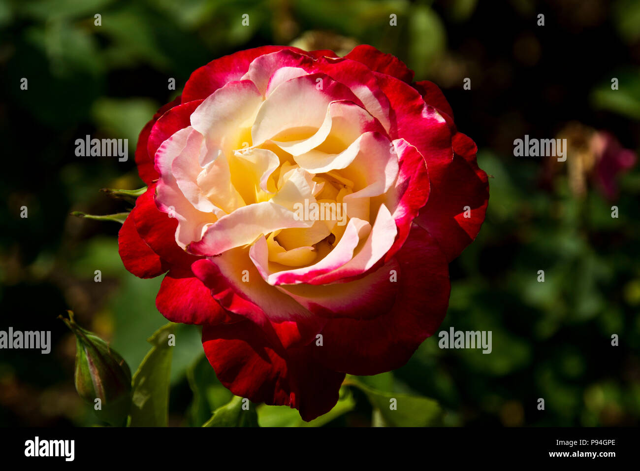 Rose blanche rouge Banque de photographies et d’images à haute ...
