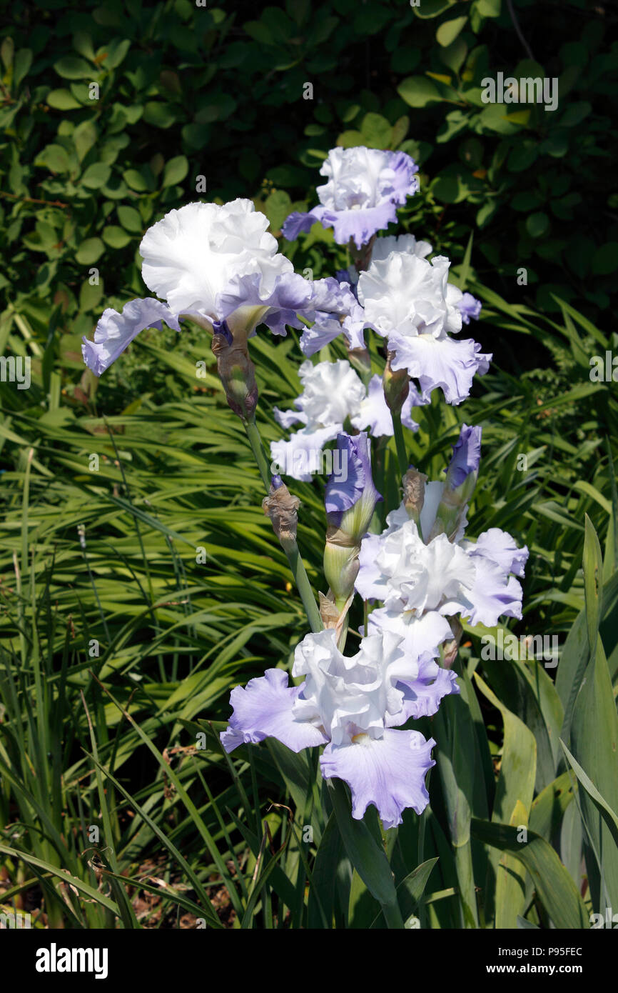 Rise flower Banque de photographies et d’images à haute résolution - Alamy