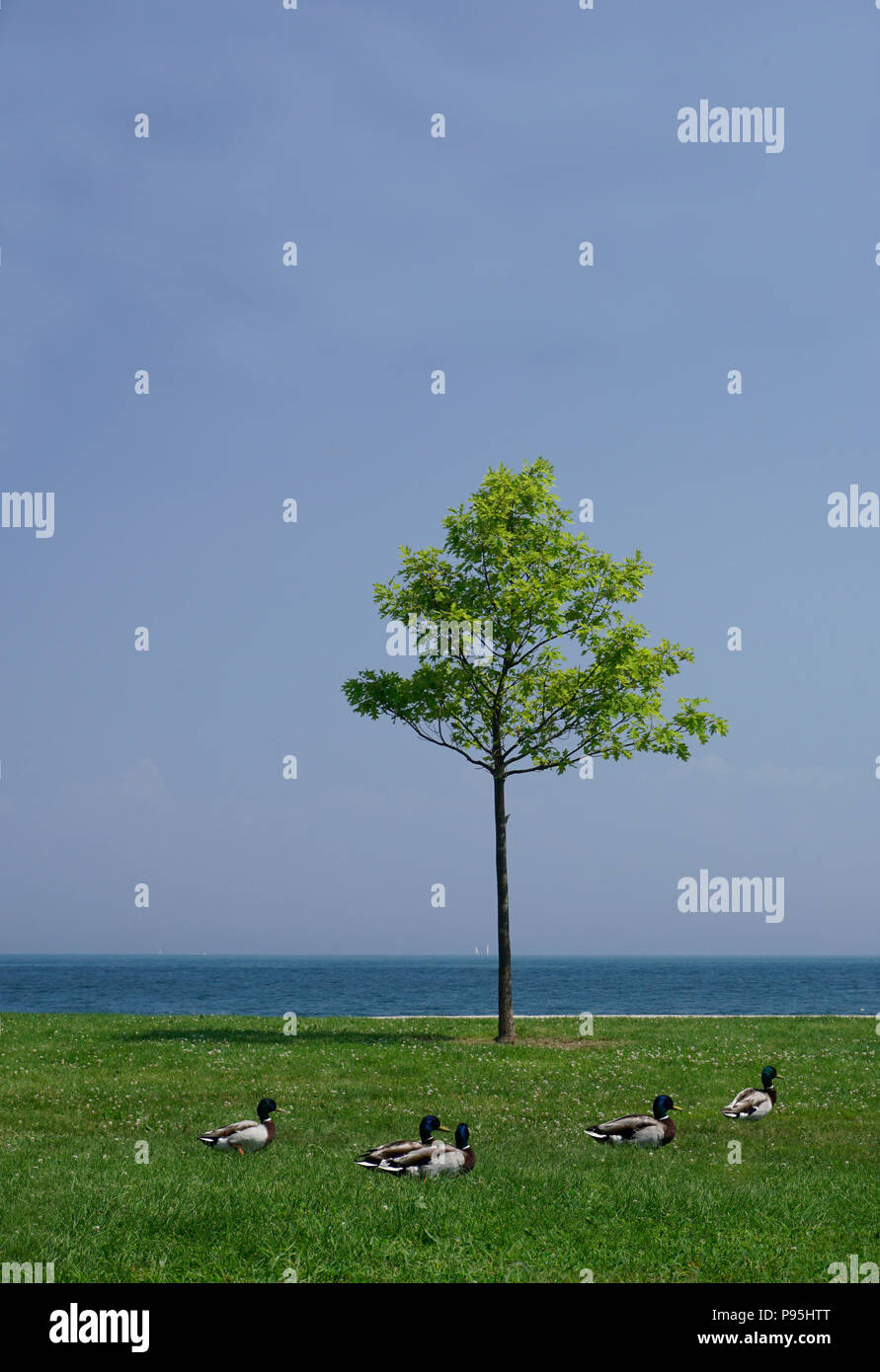 The great montrose Banque de photographies et d’images à haute ...