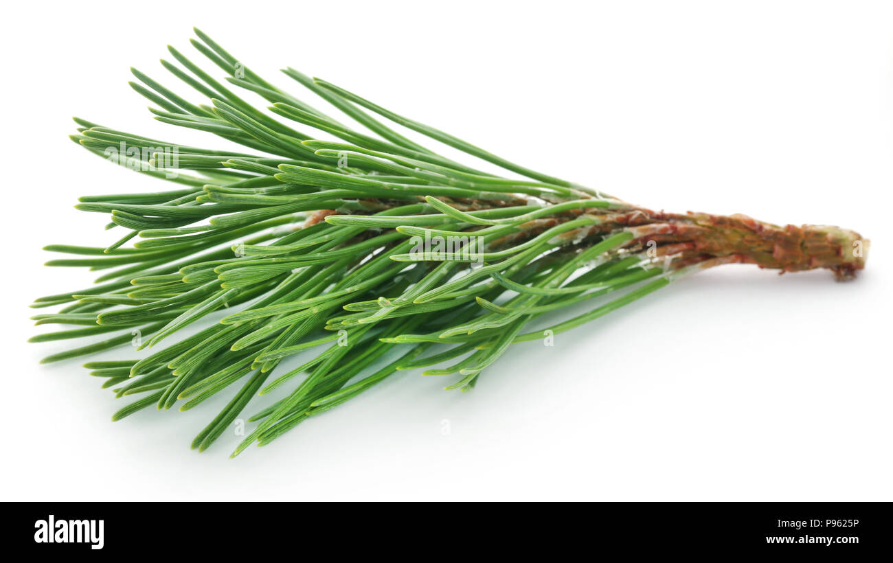 Feuilles de pin Banque de photographies et d’images à haute résolution ...