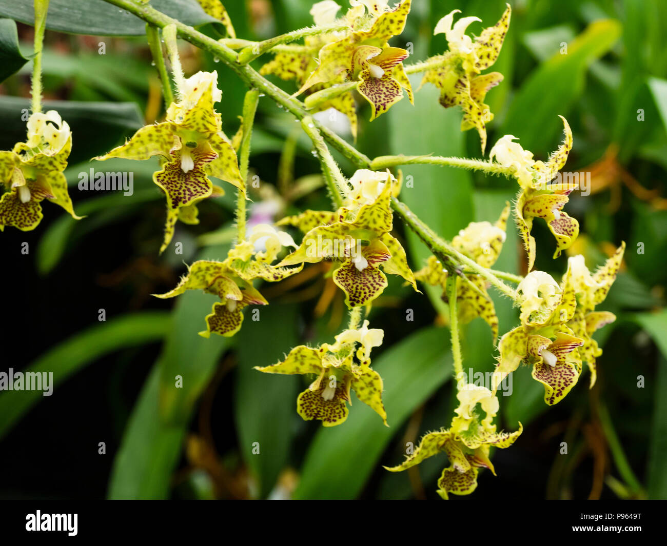Fleurs de la Nouvelle Guinée, Dendrobium polysema orchidée épiphyte, la ...