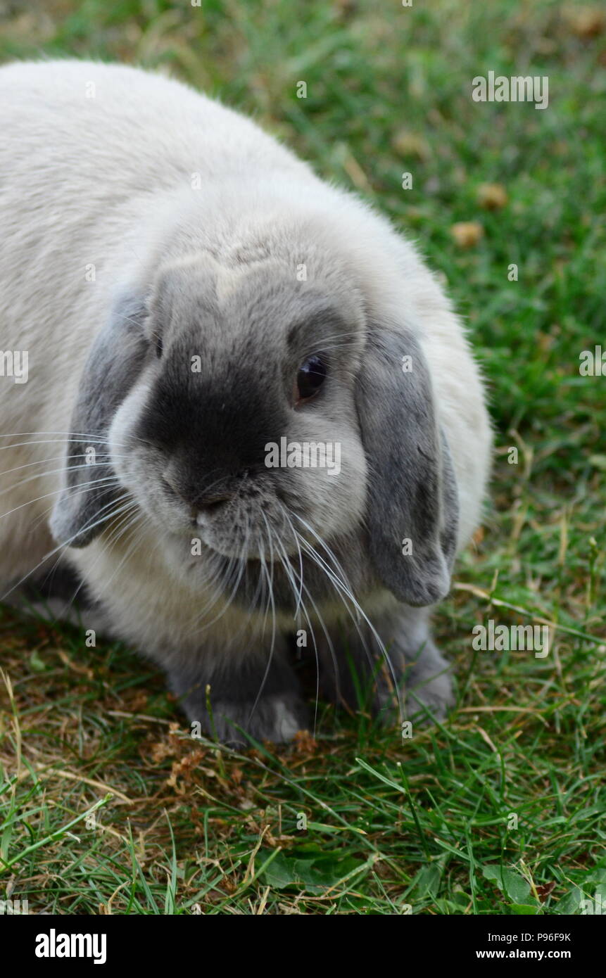 Mini lapins Banque de photographies et d’images à haute résolution - Alamy