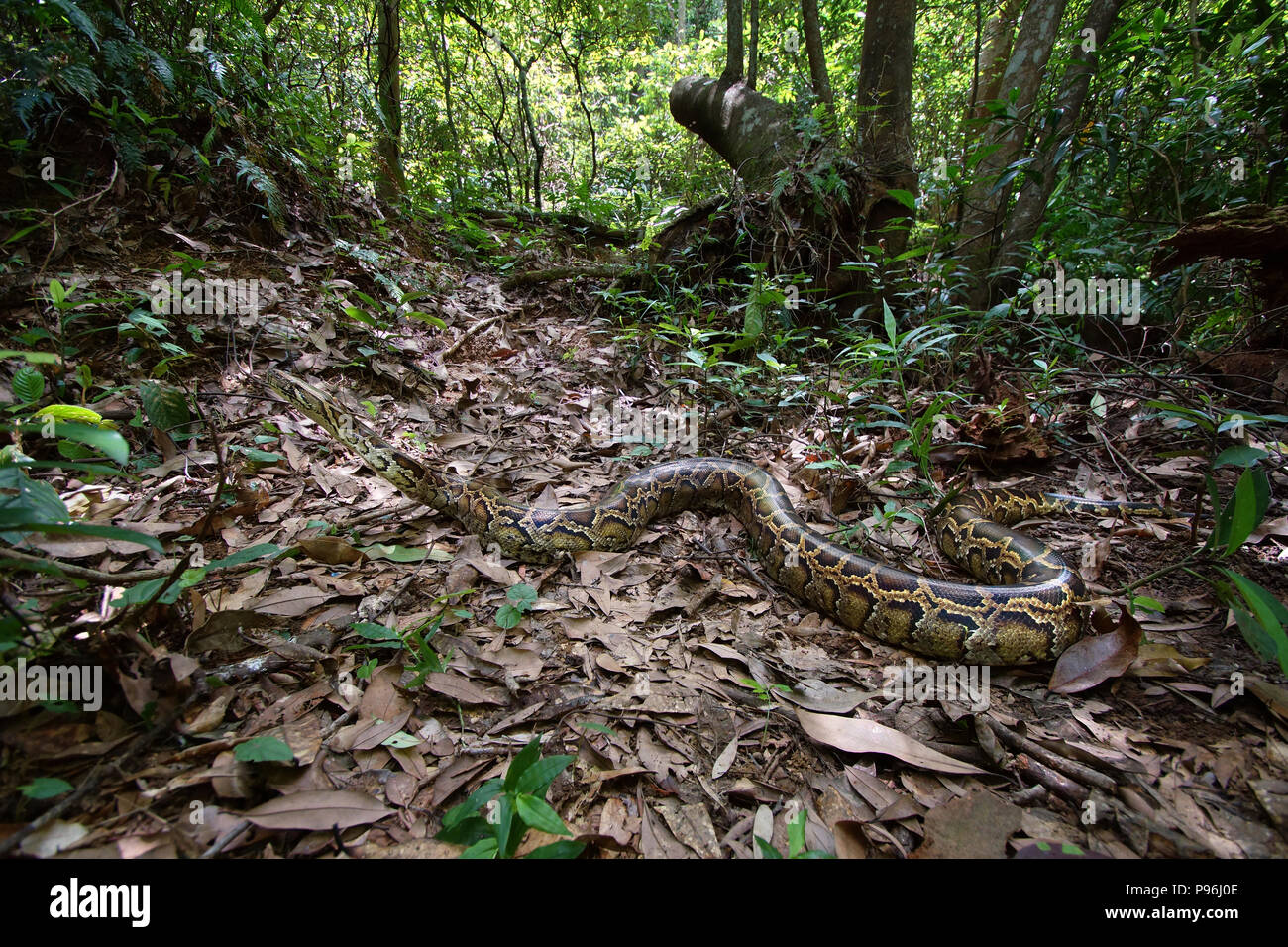 Python java Banque de photographies et d’images à haute résolution - Alamy