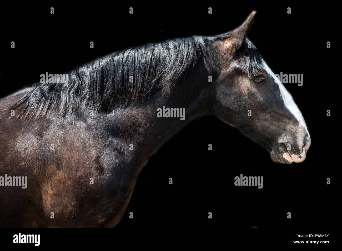 Cheval brun foncé avec une bande blanche en bas visage sur un fond noir ...