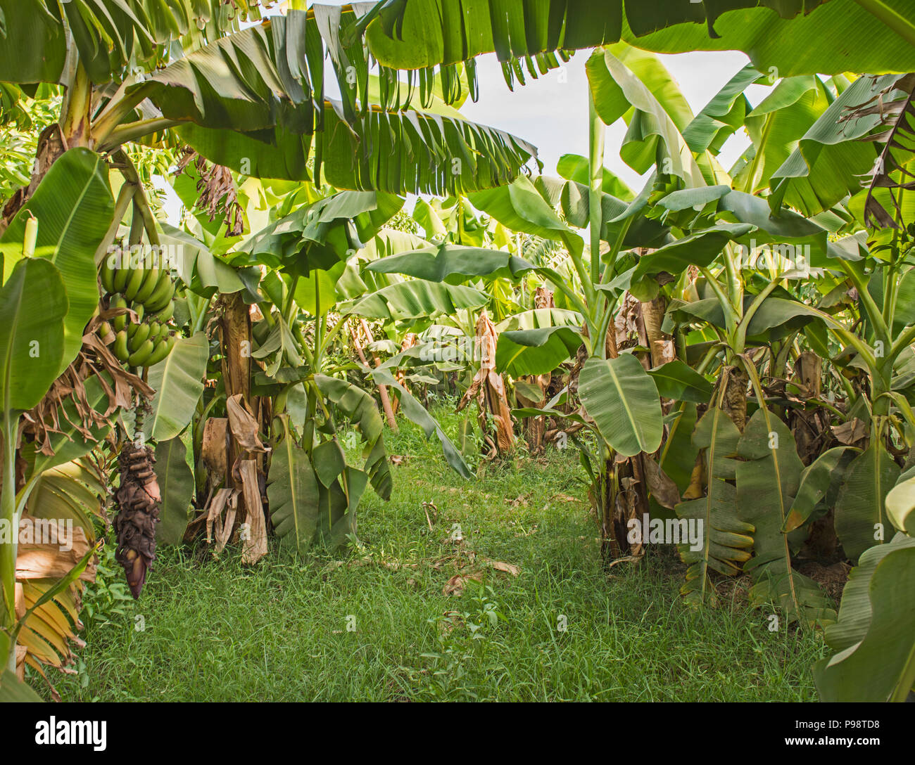 La végétation dense de bananiers Musa acuminata dans plantation ...