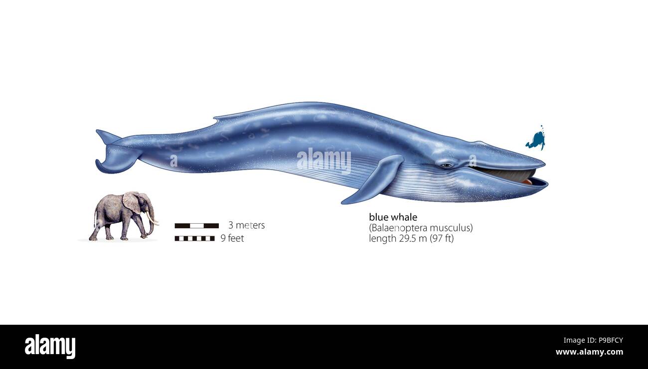 Taille comparée entre la baleine bleue, l'éléphant et l'homme Photo ...