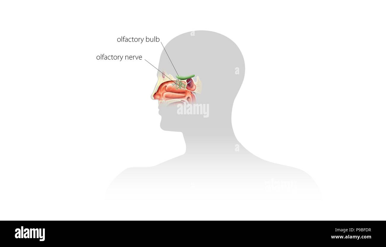 Sentido del olfato Banque d'images détourées - Alamy