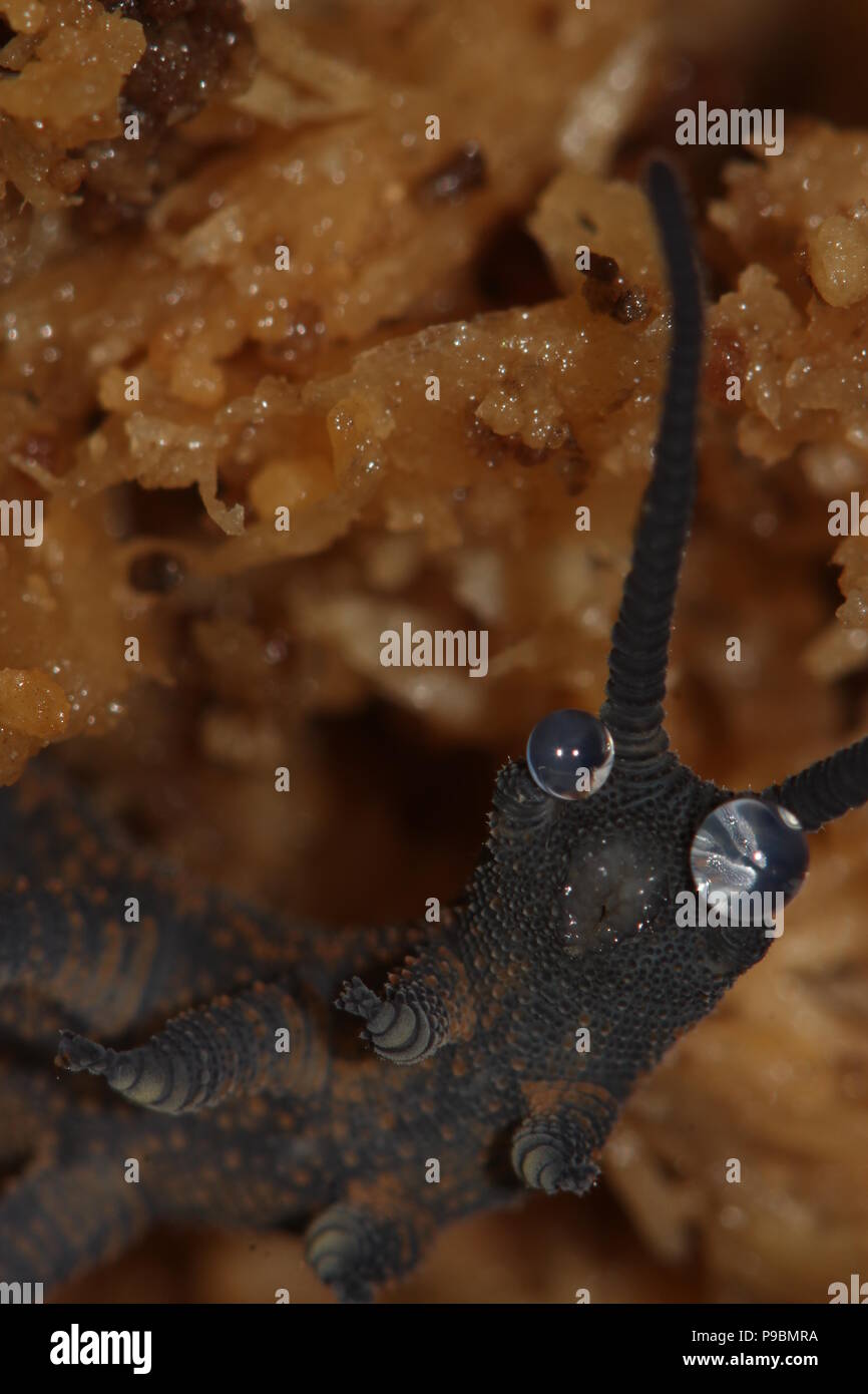 Peripatus Banque de photographies et d’images à haute résolution - Alamy