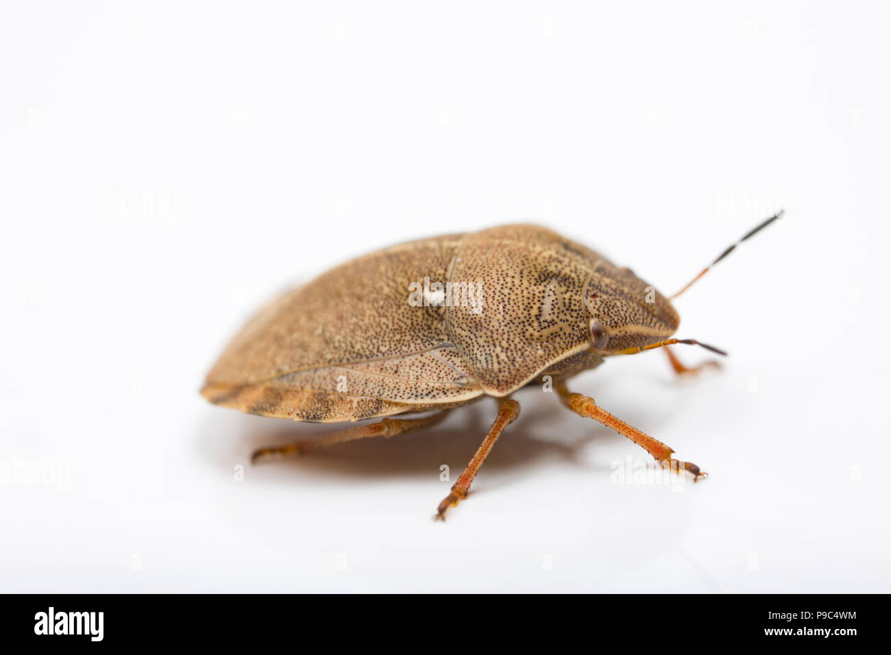 Bug, tortue Eurygaster maura, trouvés en Amérique du Dorset et ...