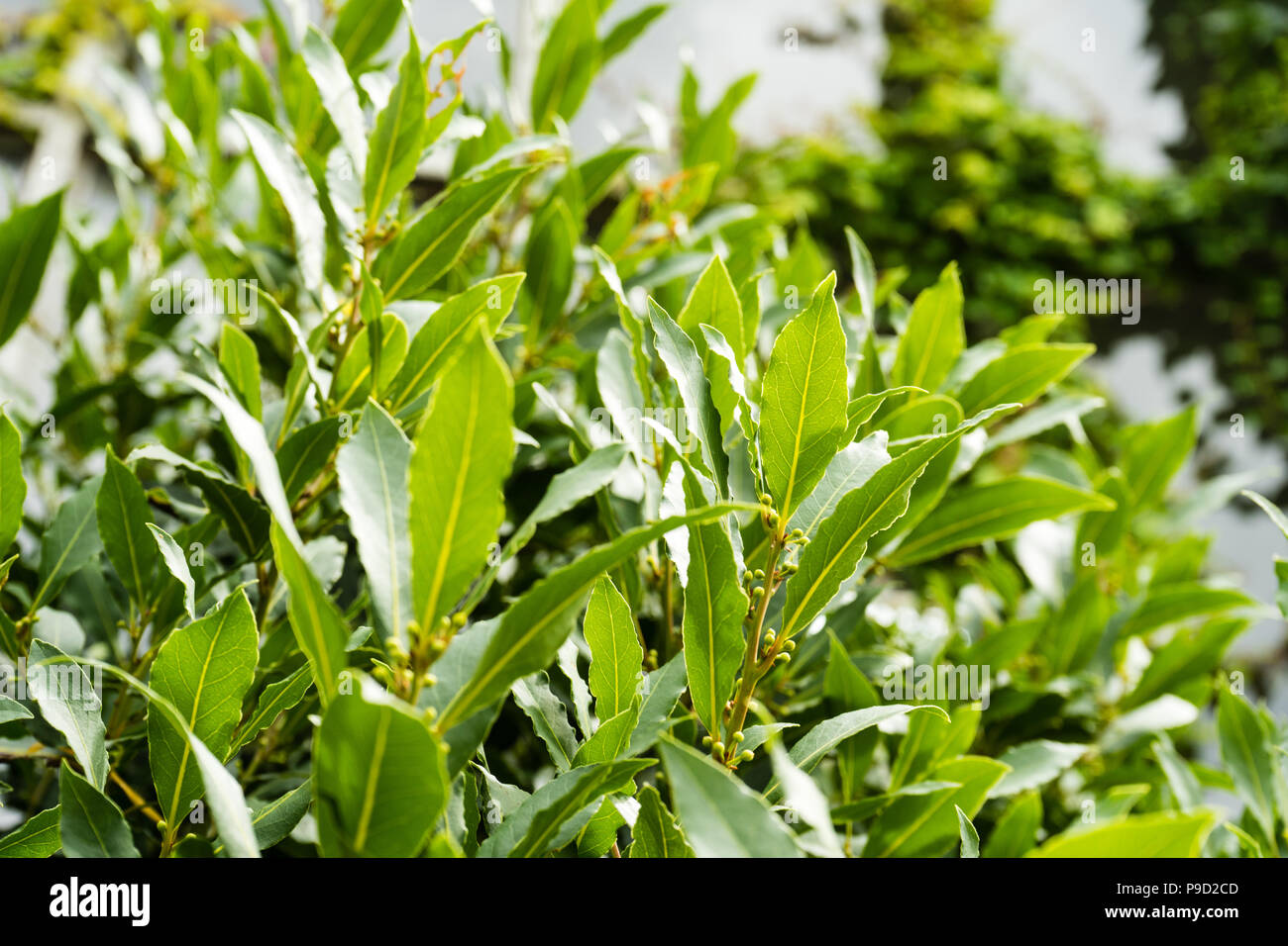 Laurus nobilis lauraceae Banque de photographies et d’images à haute ...