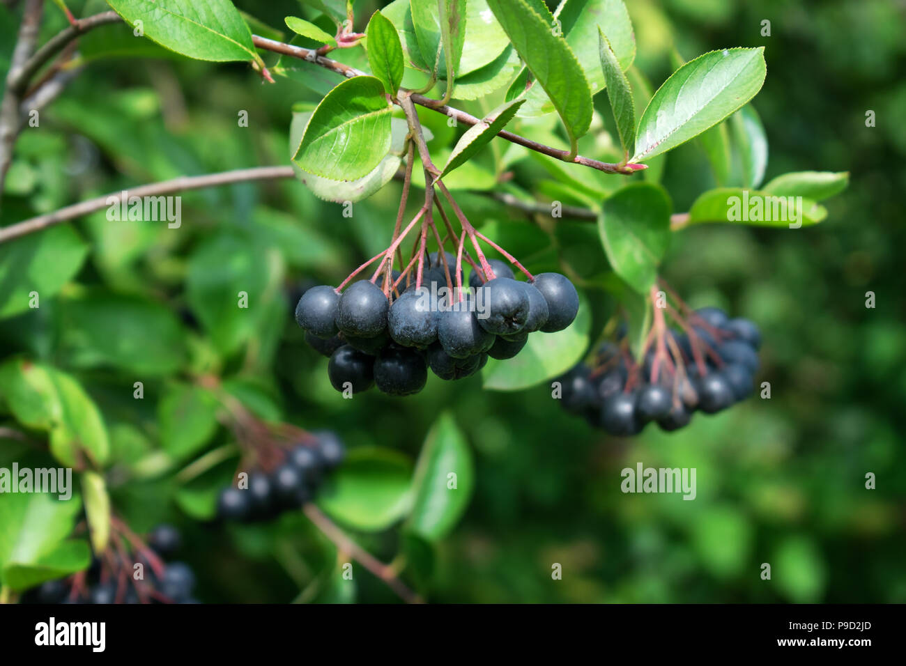 Aronia melanocarpa Banque de photographies et d’images à haute ...