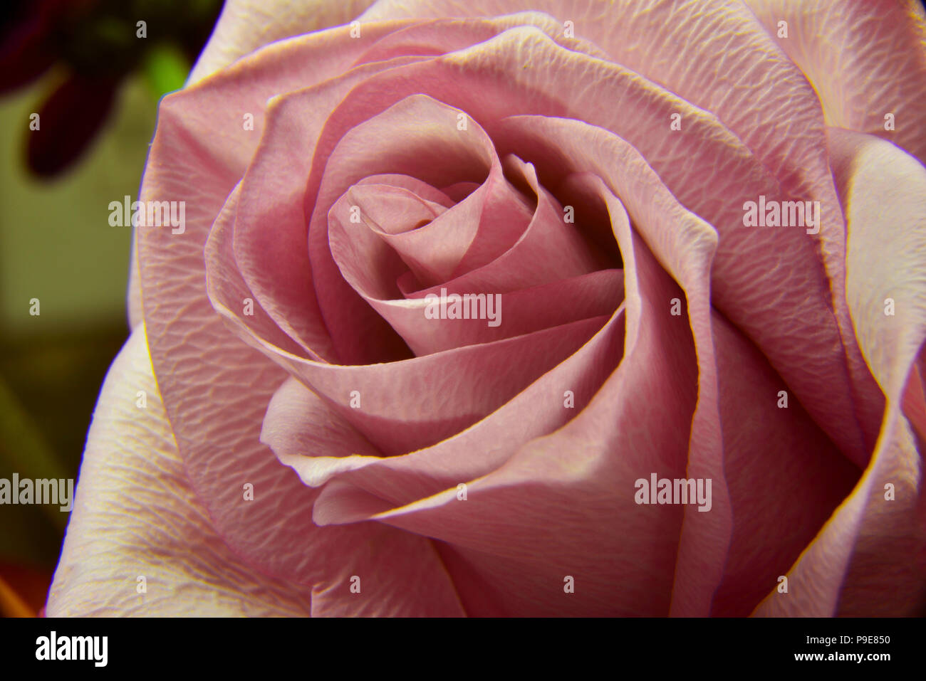 Des roses Banque de photographies et d’images à haute résolution - Alamy