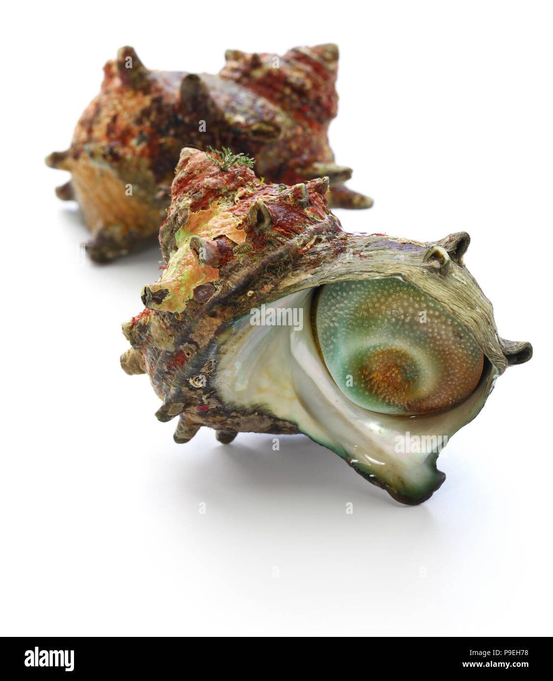 Turbo sazae Banque de photographies et d’images à haute résolution - Alamy