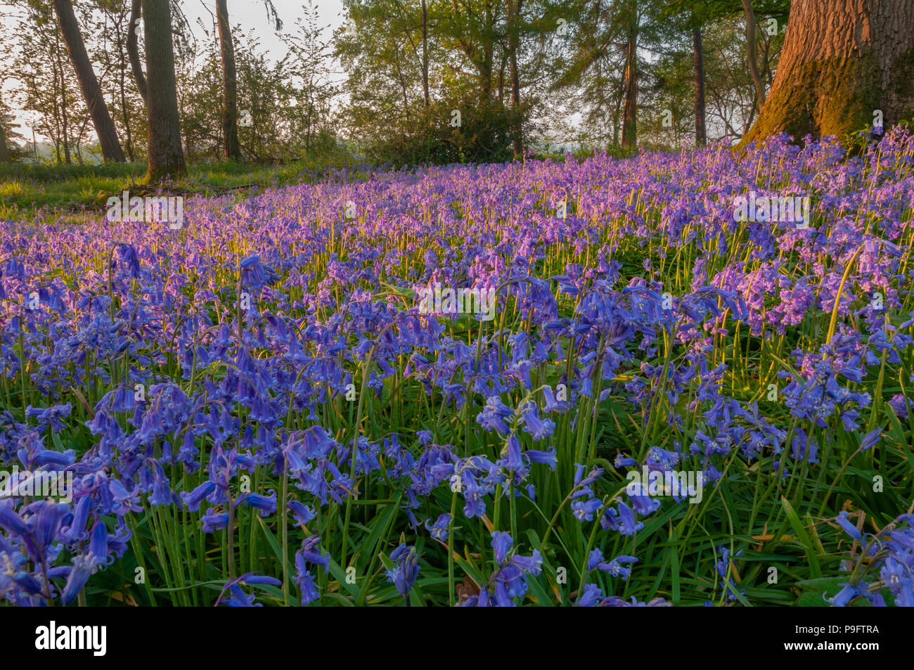 Violette des bois Banque de photographies et d’images à haute ...