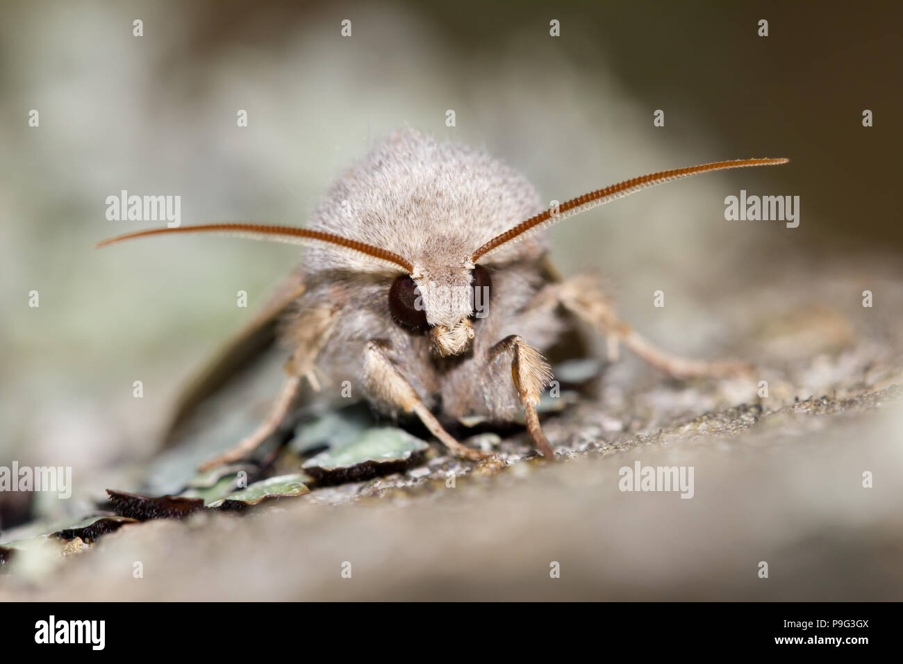 Quaker en poudre Banque de photographies et d’images à haute résolution ...