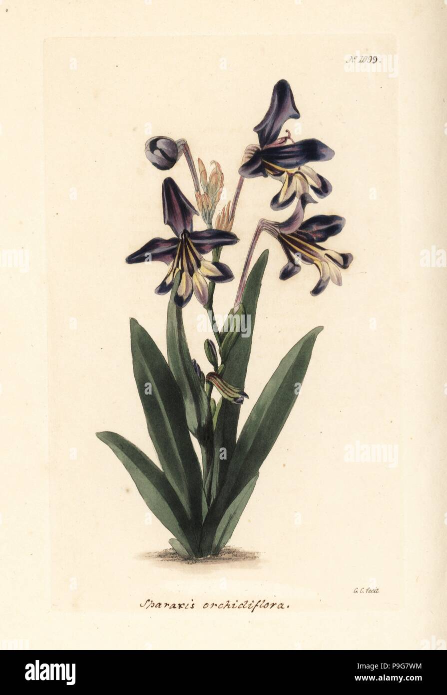 Sparaxis variegata Banque de photographies et d’images à haute ...