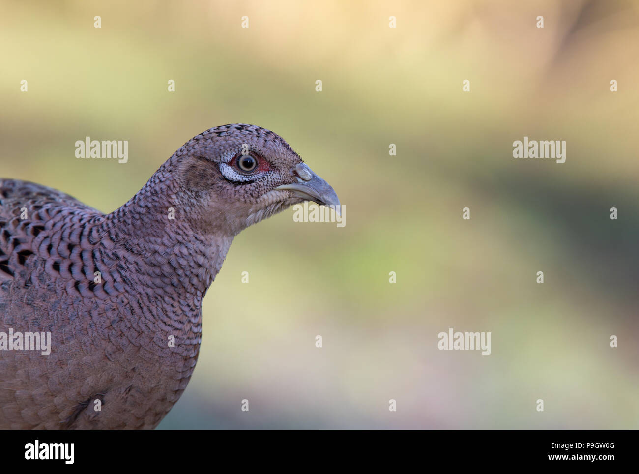 Faisan femelle Banque de photographies et d’images à haute résolution ...