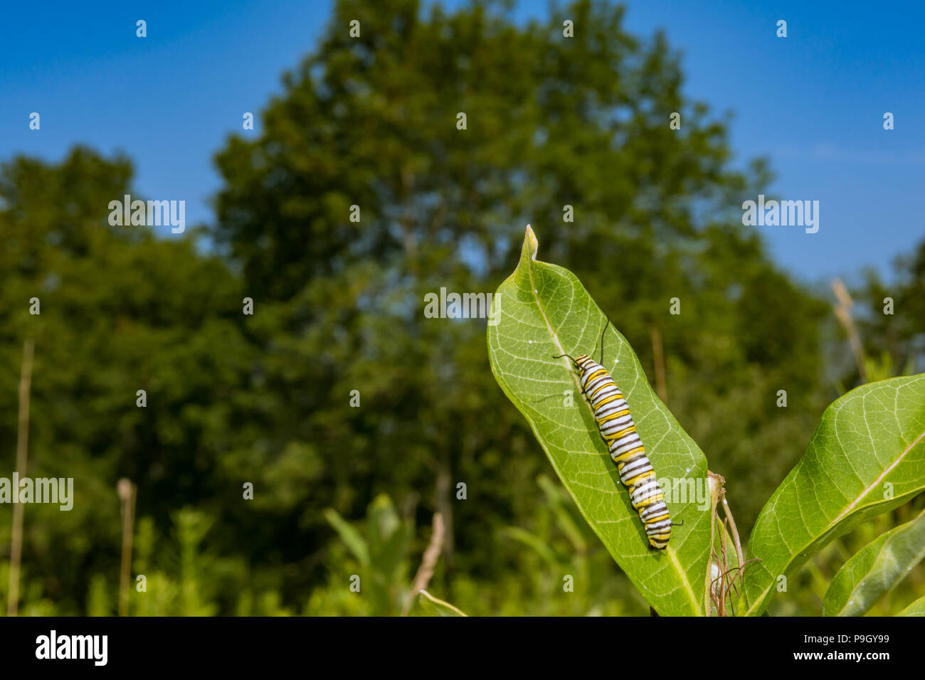Chenille monarque Banque de photographies et d’images à haute ...