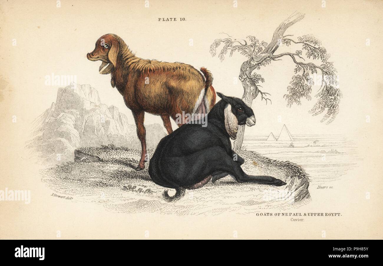 Capra hircus nepalensis Banque de photographies et d’images à haute ...